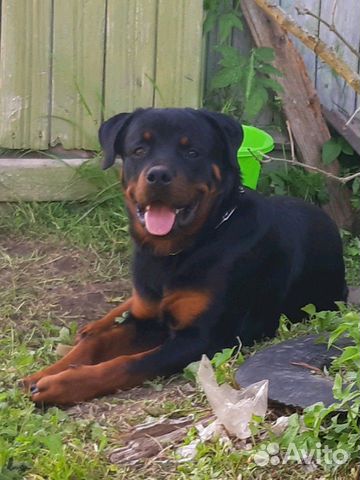 Ротвейлер