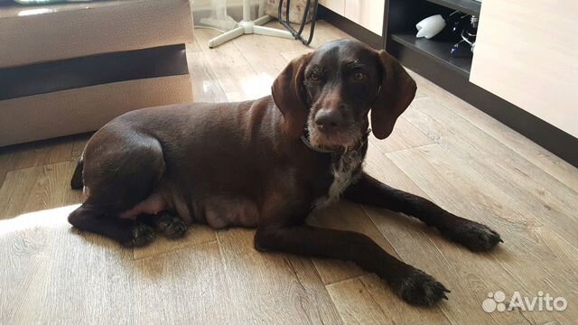 Щенки курцхаар (метисы) бесплатно