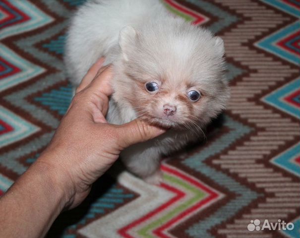 Помка лиловый патиколор Юсенька