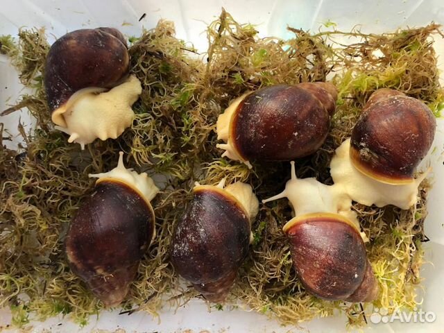 Улитки Архахатина Паулаэрти Альбино