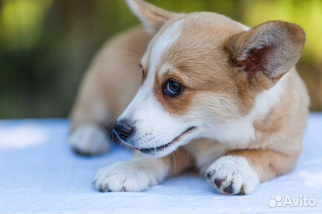 Рыжая карди-девочка