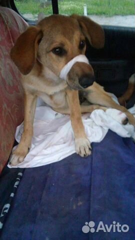 Рыжик в добрые руки