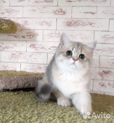 Британская кошка голубое золото