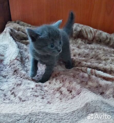 Три милых друга