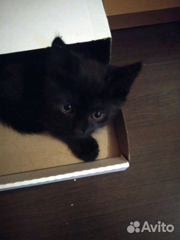 Коткнок. Кот