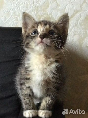 Котёнок девочка