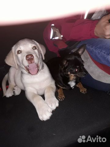 Щенок лабрадора 2 мес
