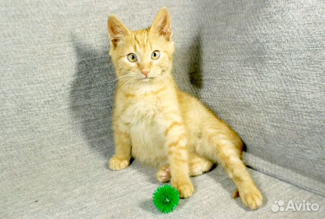 Котенок ищет дом