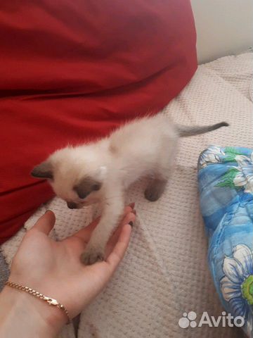 Котёнок сиамский