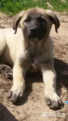 Щенок в ответственные добрые руки