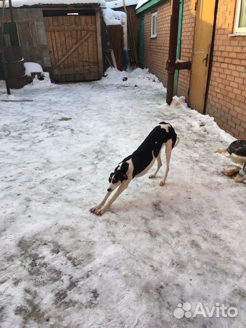 Продам хортую борзую