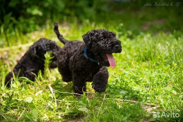 Мальчик Керри Блю Терьер