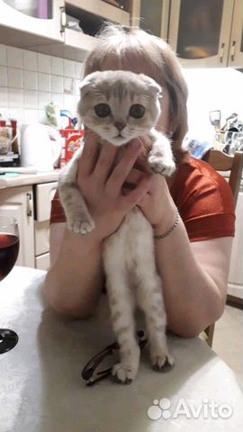Шотландский котенок