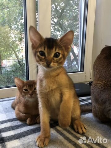 Абиссинские малыши