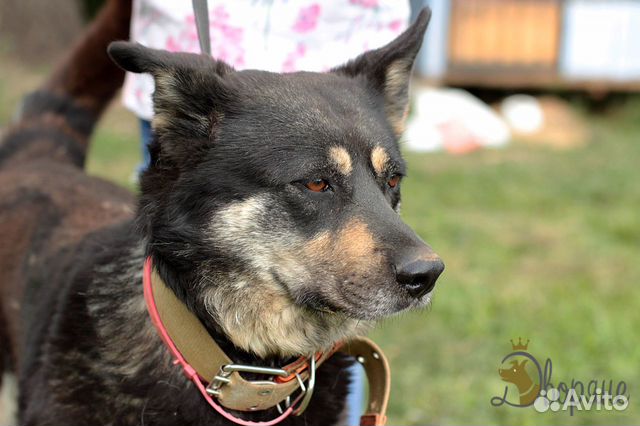 Охранница Герда в добрые руки