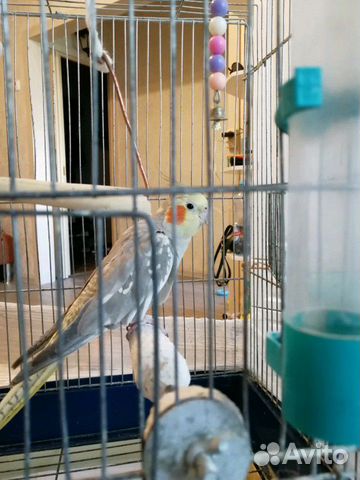 Корелла 2.5 года