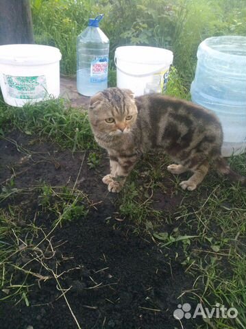 Веслоухий котик 1 годик