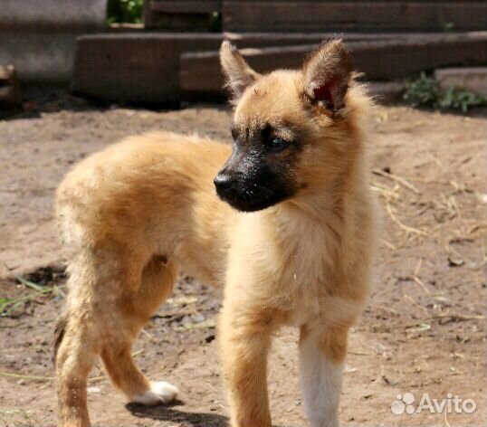 Щенок, как лисёнок, мальчик будет мелким