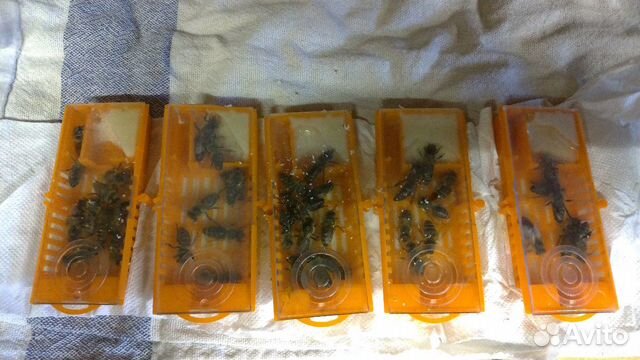 Матки карника Ф1, пчелопакеты