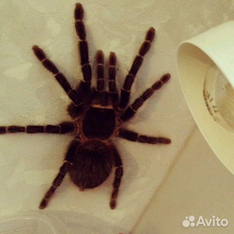 Паук lasiodora parahybana