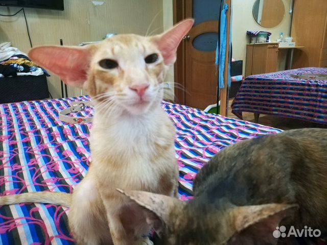 Красный пятнистый котик шоу-класса в любимцы