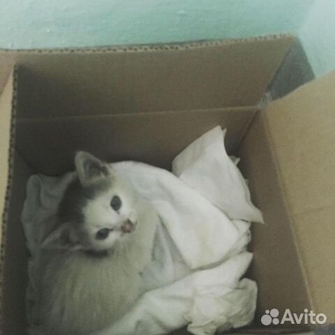 Котенок найденыш