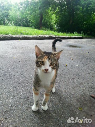 Котенок-подросток