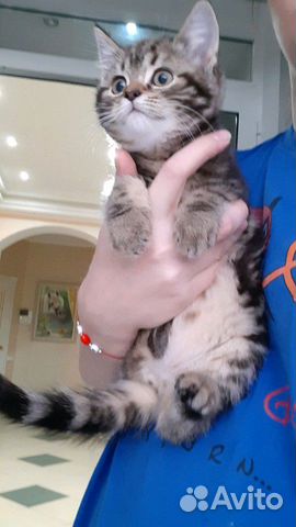 Котята. Британец мраморный