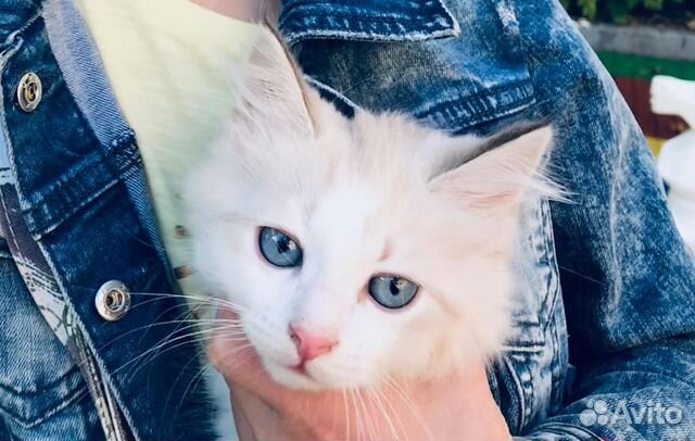 Невская маскарадная порода. Котенок. Мальчик