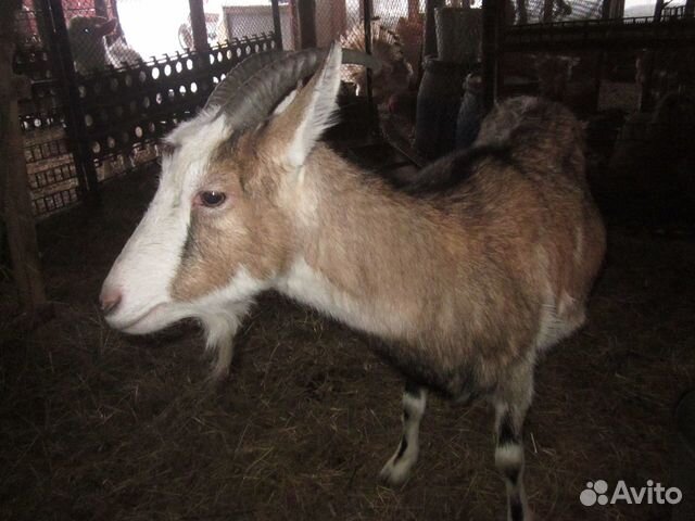 Продам коз