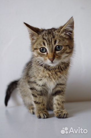 Котёнок Фунтик бесплатно