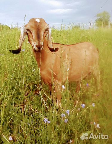 Козлик нубийский