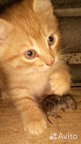 Котик ждёт добрых хозяев