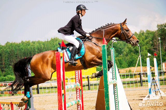 Конкурный жеребец для юноши. Обмен