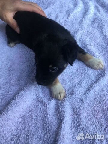 Щенки русского той-терьера