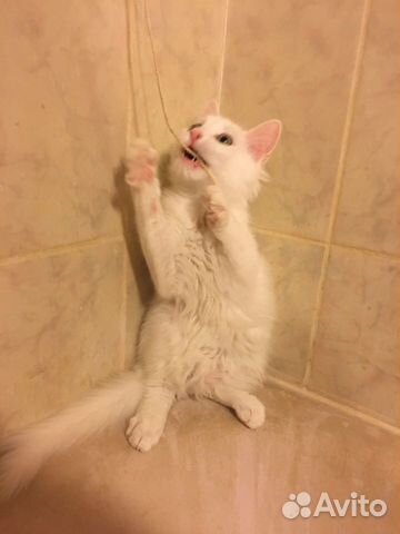 Котёнок белый 4 мес отдаём в хорошие руки