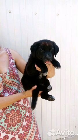 Лобрадор щенок