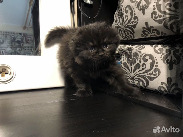 Короткошерстный Вислоухий шотландец