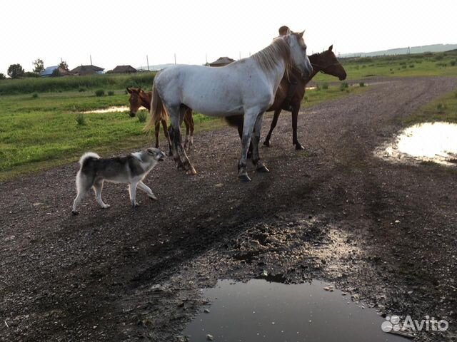 Чистокровный жеребец Орловской рысистой породы