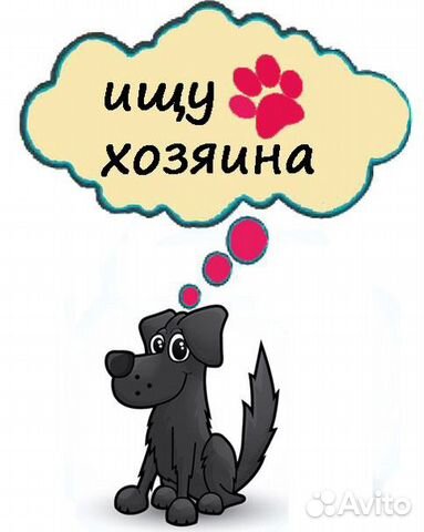 Тойтерьер