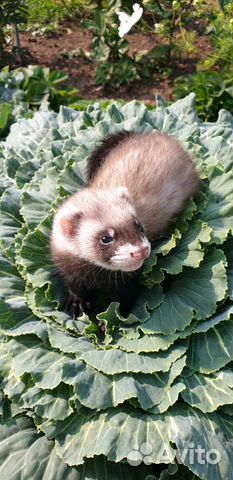 Продаются щенки хорька