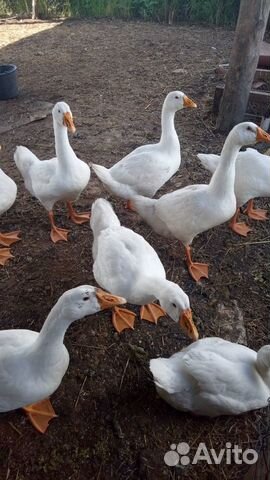 Продам гусят 3.5 месяца