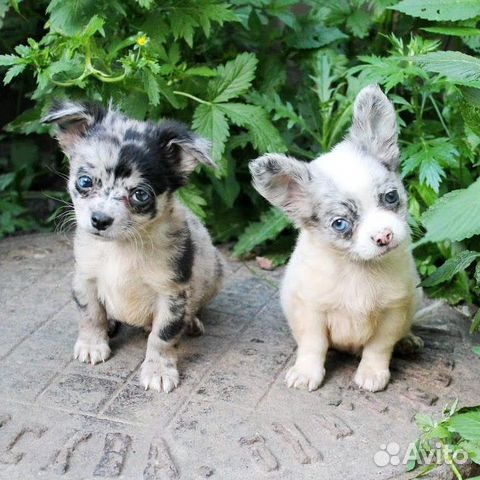 Чихуахуа синеглазый голубой мерль