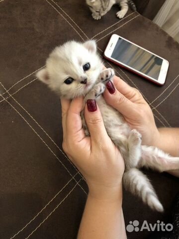 Шотландские котята