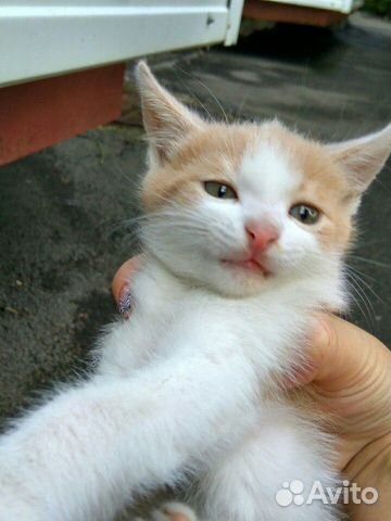 Отдам котят в хорошие руки