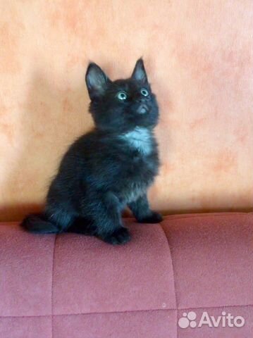 Котенок. Девочка. Полностью черная. 2 мес