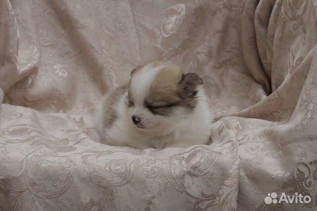 Чихуахуа. Плюшевое мини-чудо