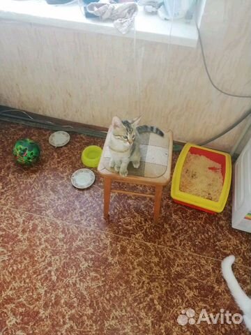 Смесь майкуна