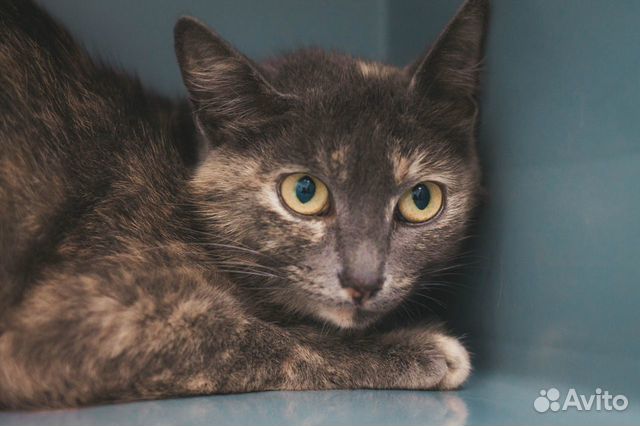 Отдам в хорошие руки