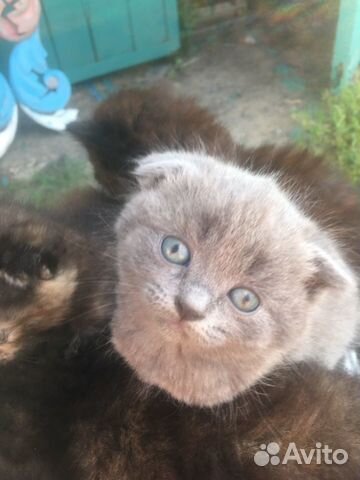 Шотландские котята, шотландцы вислоухие